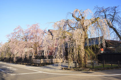 Kakunodate Travel Guide - Wapedia